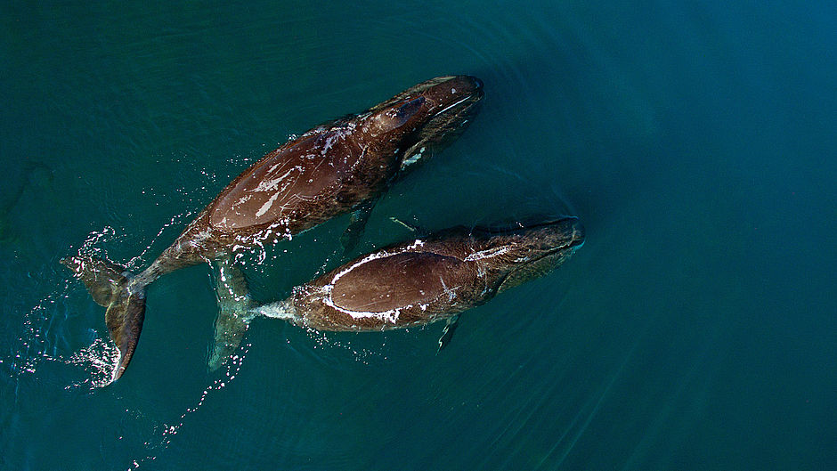 Kolossal, so ein Wal - WWF Junior