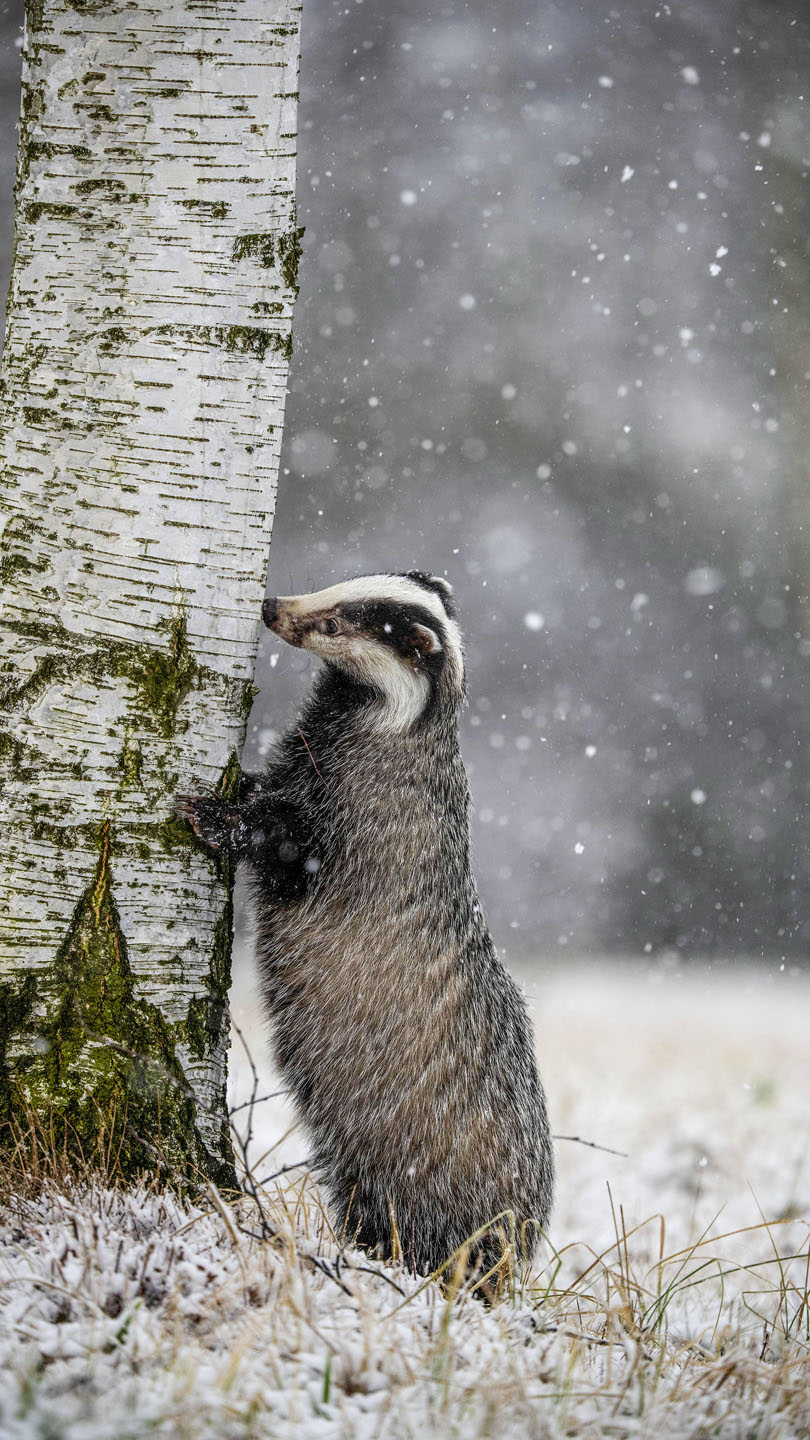 Tiere im Winter - WWF Junior